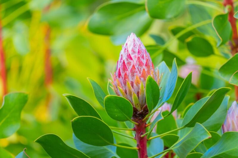 From Oahu: Best of Maui/Haleakala - Sips, Sites & Bites - Key Points