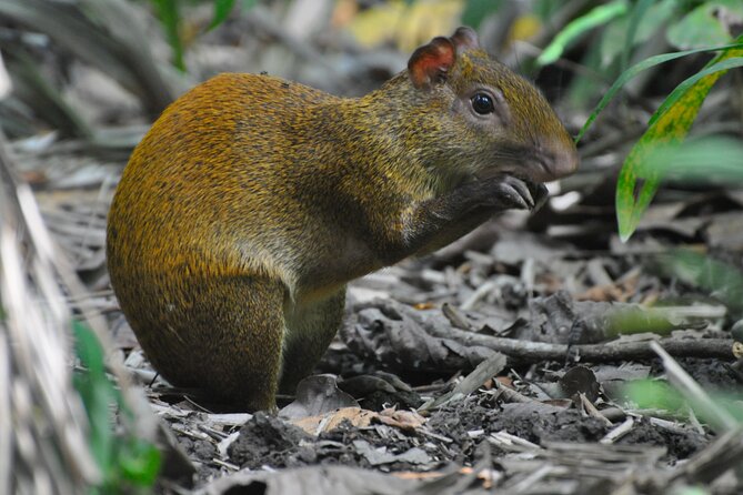 From San José: Carara National Park and Tárcoles River Tour - Key Points