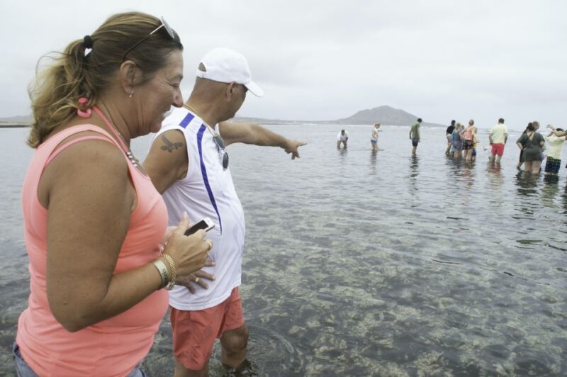 From Santa Maria: Guided Lemon Shark Watching - An In-Depth Look at the Lemon Shark Tour
