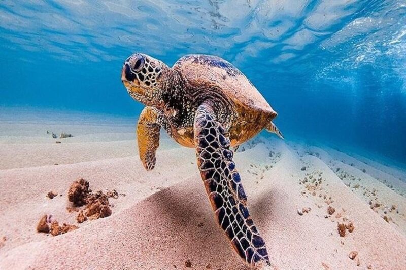 From Waikiki: Oahu Grand Circle Island Experience - Key Points