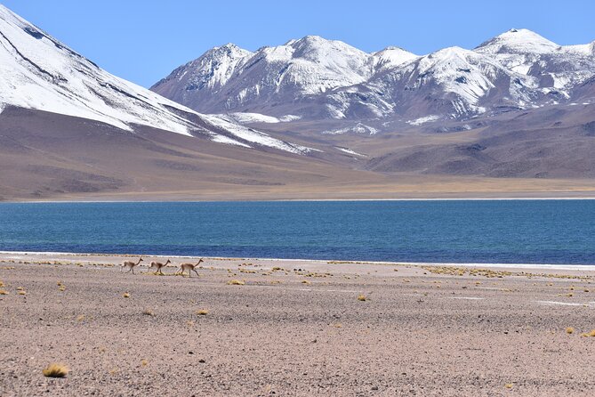 Full Day Tour Piedras Rojas Altiplanic Lagoons Chaxa Lagoon - Meal Offerings