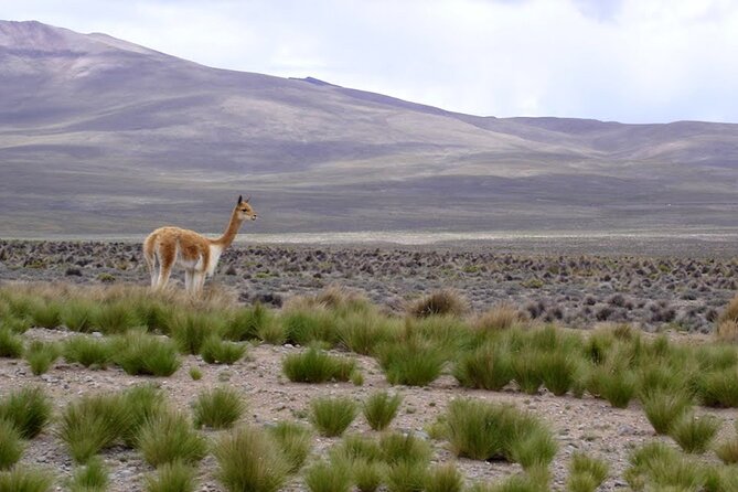 Full Day Tour to Colca Canyon From Arequipa - Inclusions and Pricing
