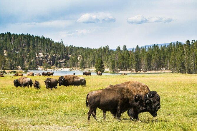 Full Day Yellowstone Nat'l Park Tour From West Yellowstone - Exploring the Full-Day Yellowstone Experience