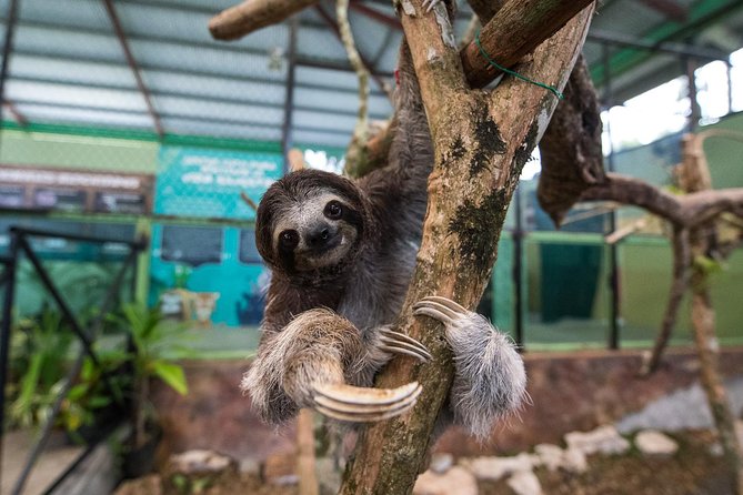 Gamboa Rainforest Experience From Panama City - Key Points