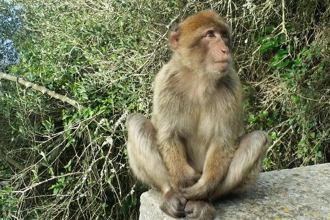 Gibraltar Private Trip From Marbella or Malaga - Overview of the Tour