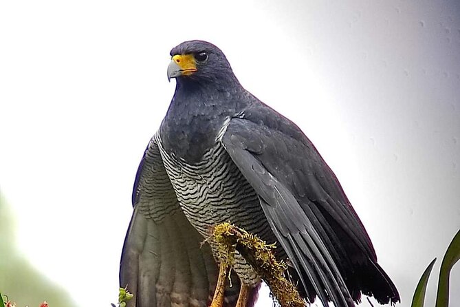 Guided Birding Photography Experience - Overview of the Experience