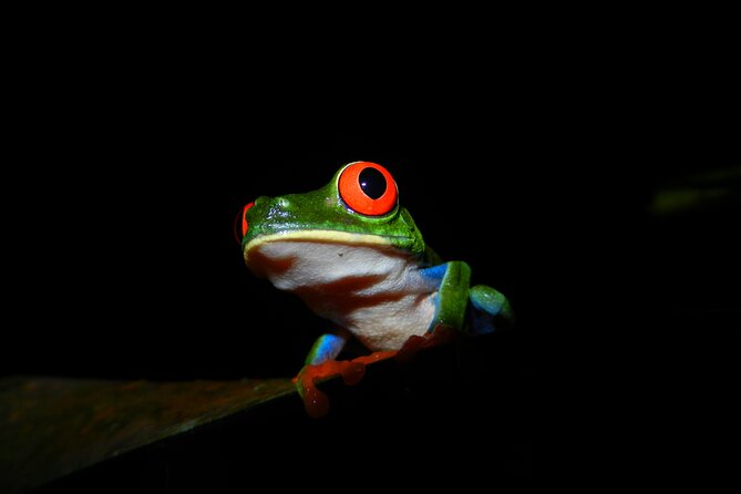 Guided Tours in the Rainforest of the Ecocentro Danaus - Inclusions and Exclusions