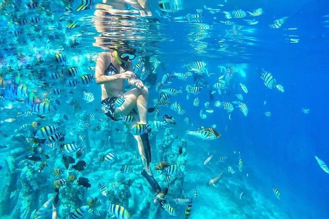 Half-Day Private Guided Snorkeling Turtles Underwater Statues - Introduction