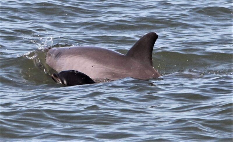 Hilton Head Island: Dolphin Watching Cruise with Donuts - Key Points