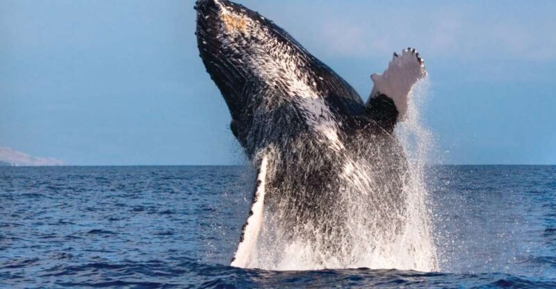 Honokohau: Kona Whale Watching Catamaran Cruise - Key Points