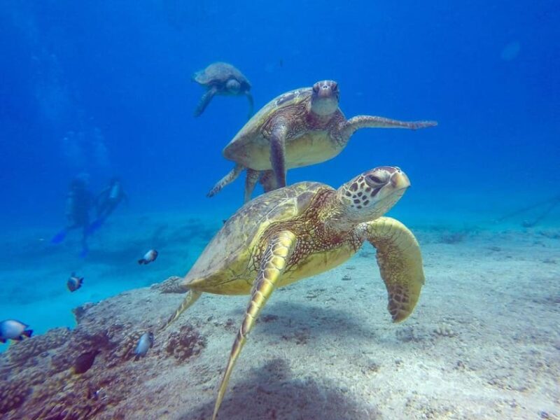 Honolulu: Sunset Snorkeling and Fireworks Cruise - An In-Depth Look at the Honolulu Sunset Snorkeling and Fireworks Cruise