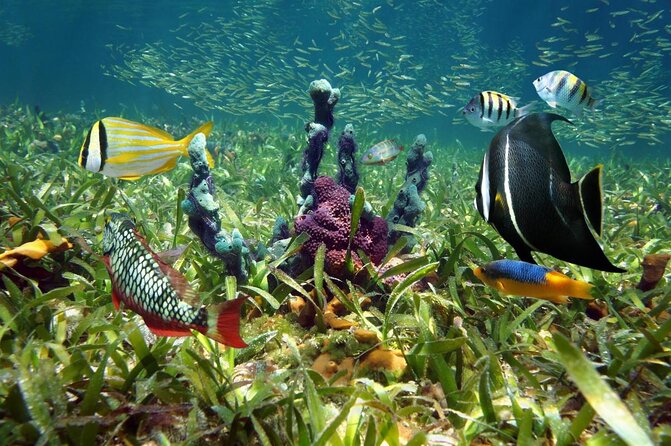 Island Adventure Eco Tour – Explore Key West’s Hidden Backcountry - Key Points