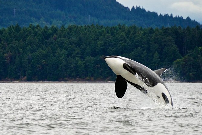 Juneau Whale Watching and Salmon Bake - Introduction