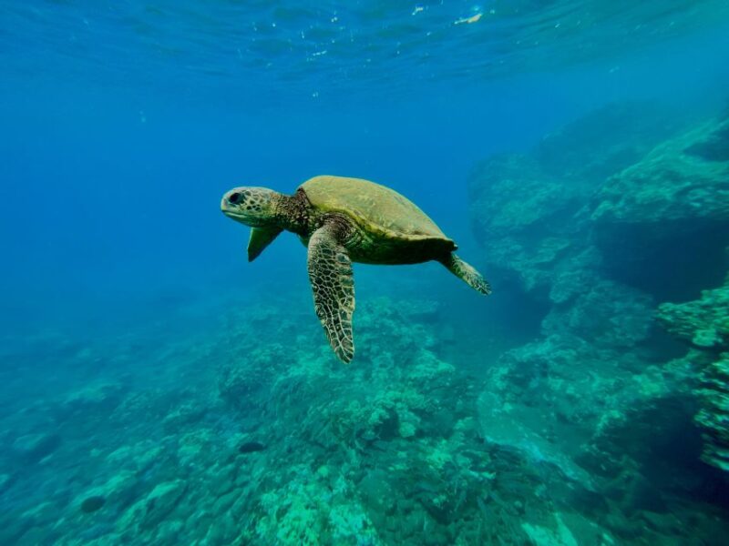 Kayak, Whale Watch And Snorkel At Turtle Town - Key Points