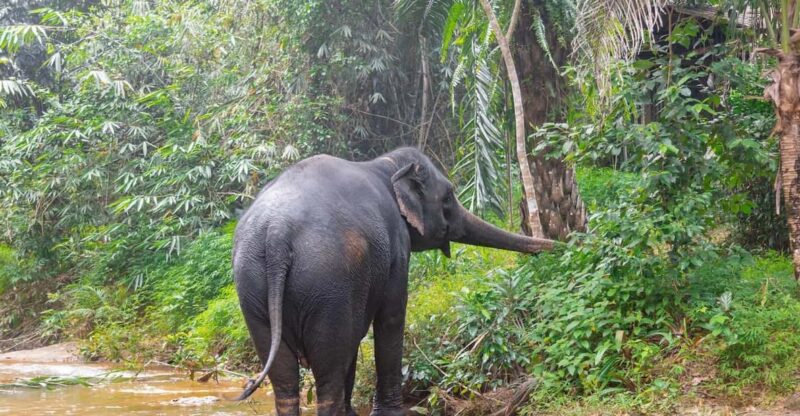 Khaolak: Elephant Sanctuary Guided Tour with Hotel Transfers - Key Points