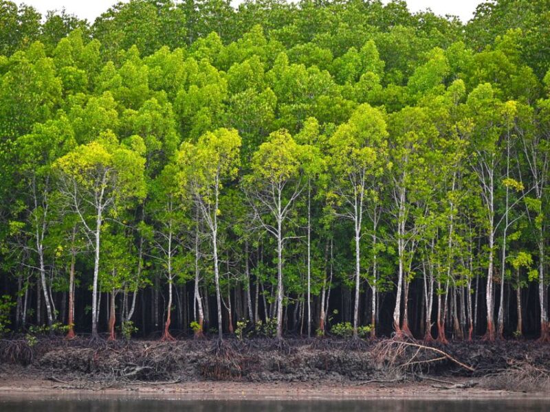 Ko Lanta: Mangrove Forest Boat Tour with Lunch or Dinner - Key Points