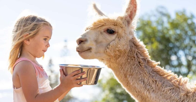 Maui: Alpaca Farm Visit with Hands-On Activities - Introducing the Maui Alpaca Farm Experience