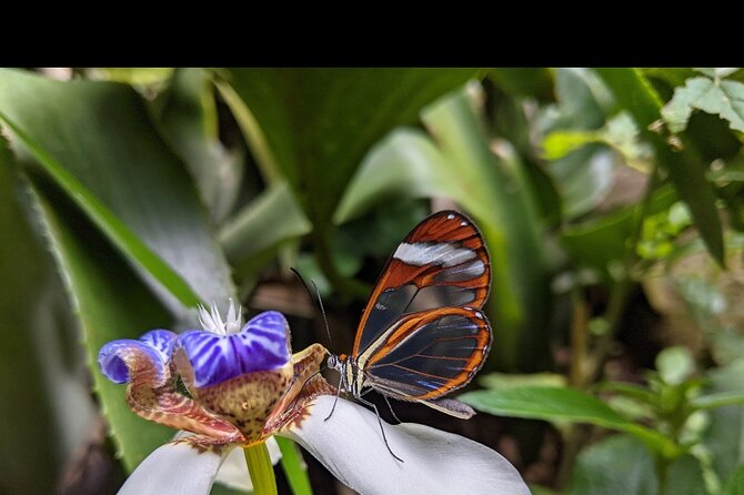 Monteverde Butterfly Gardens Tour - Key Points