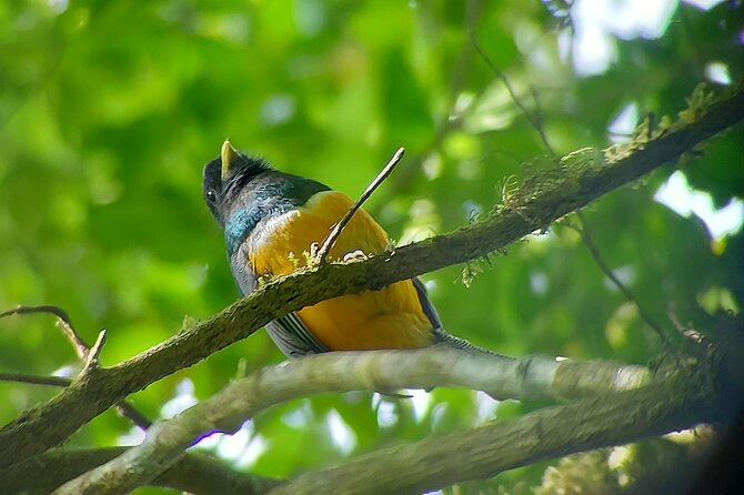 Monteverde Cloud Forest Nature Tour - Key Points