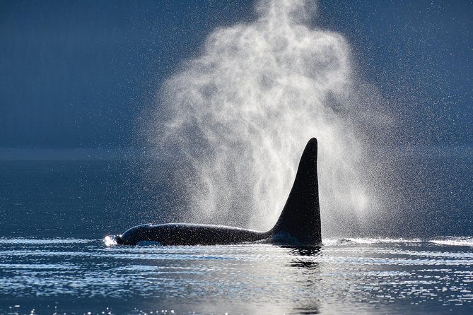 Narrated Whale Watching Cruise with Glacier View Stop - Why This Whale Watching Tour Stands Out