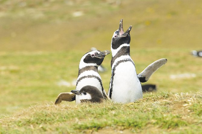 Navigation Magdalena Island and Marta - Tour Overview and Highlights