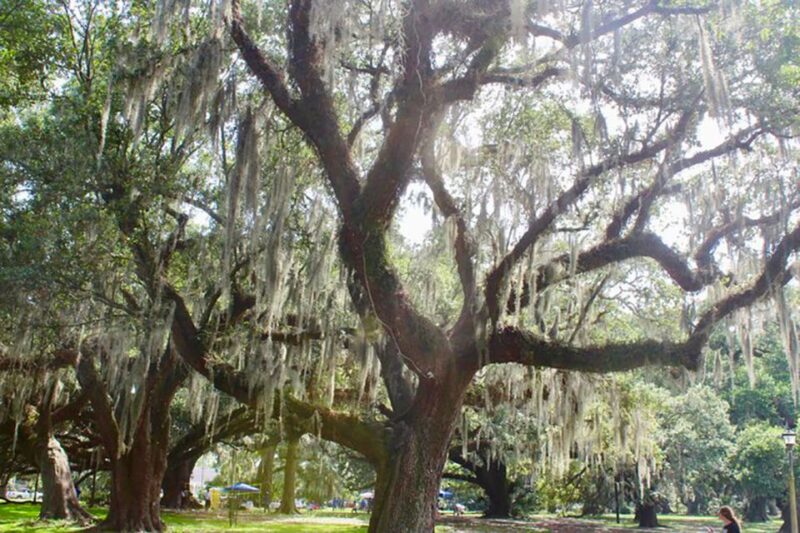New Orleans: Scenic City Bike Tour - Key Points