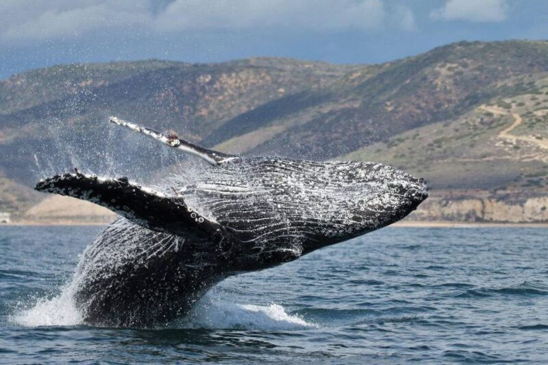 Newport Beach: Luxury Whale Watching Catamaran Cruise - Introduction: An Authentic Look at Newport Beach’s Whale Watching Cruise