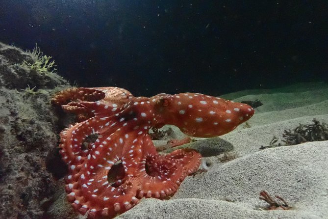 Night Snorkeling Tour - Key Points