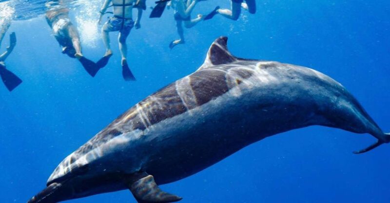 Oahu: Swim with Dolphins, Turtle Snorkel Tour and Waterslide - Key Points