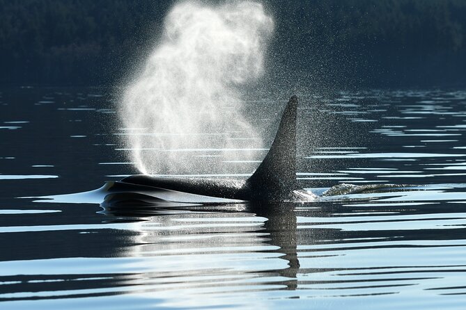 Only Wildlife and Whale Watching Tour Leaving from Seattle - Starting Point and Location