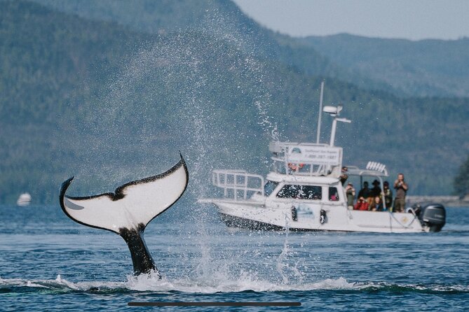 Orca Cove Sea Kayaking - The Full Experience: What You Can Expect