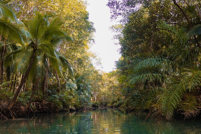 Paddle Through Paradise: Mangrove Kayak Adventure - Key Points