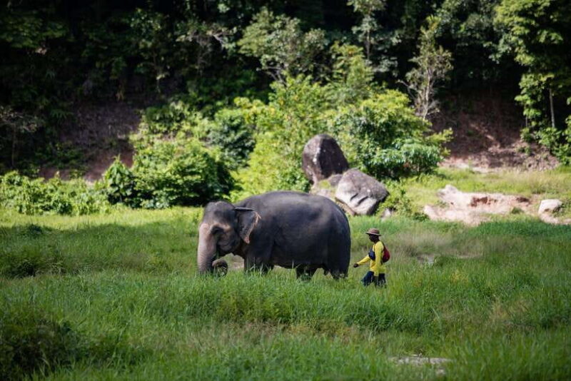 Phuket: Bukit Elephant Park Sanctuary Walk and Feed Tour - Key Points