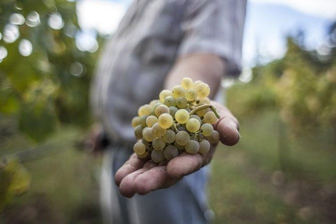 Premium Private Vinho Verde Tour:3 Wineries With Tastings & Lunch - Key Points