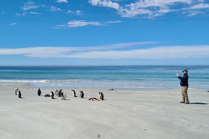 Private Penguin Paradise Tour: Penguins, Scenery & Stanley - Key Points
