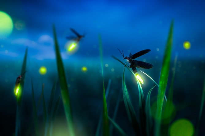 Private Tour: Kuala Selangor Firefly Blinkings including Seafood Dinner - An In-Depth Look at the Kuala Selangor Firefly Tour