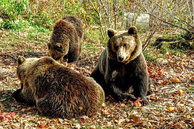 Private Tour to Bears Sanctuary and Draculas Castle - Tour Overview