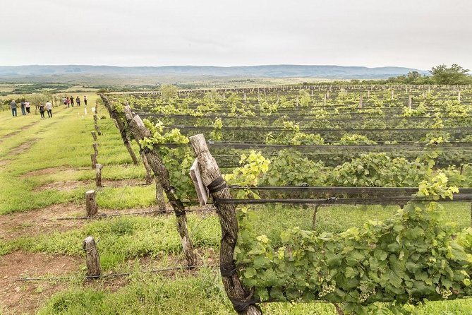 Private Wine Tour to Calamuchita, Córdoba - Argentina - Key Points
