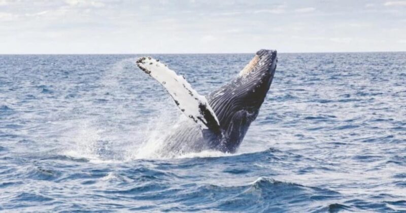Provincetown: Whale Watching Cruise - Key Points