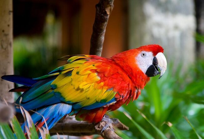 Puntarenas Shore Excursion: Rainforest Skywalk & Tarcoles River - Key Points