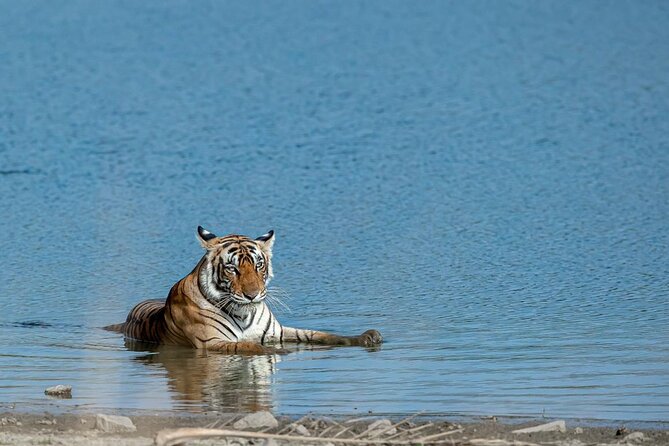 Ranthambore Day Trip from Jaipur with Jeep / Canter Safari - Key Points