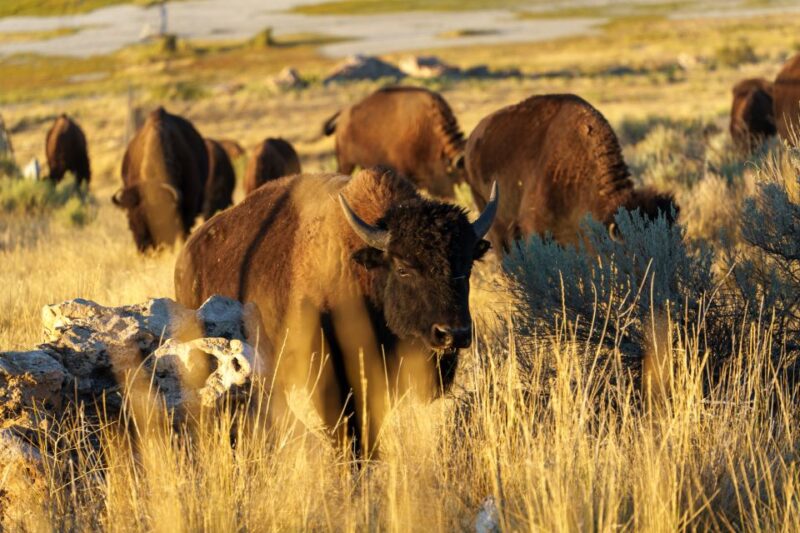 Salt Lake City: Great Salt Lake Wildlife & Sunset Experience - Introduction