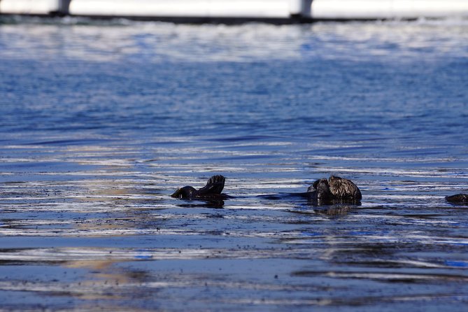 San Diego Whale Watching Cruise - San Diego Whale Watching Cruise: An Authentic Marine Adventure