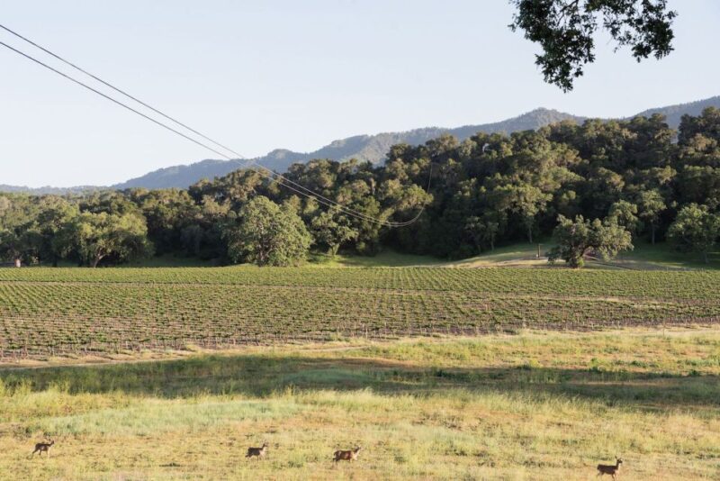 Santa Margarita: Zipline Adventure with 6 Different Ziplines - Key Points