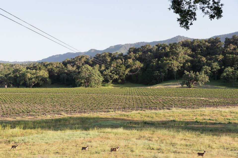Santa Margarita: Zipline Adventure with 6 Different Ziplines - FAQ