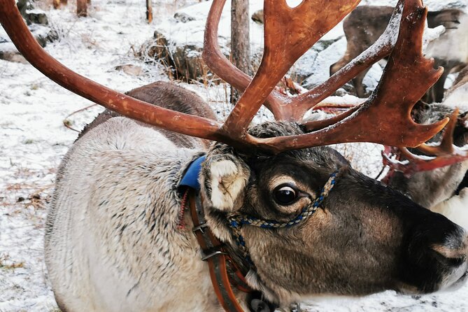 Santas Reindeer & Husky Safari + Santas Pets + Aurora Hunt! - Key Points