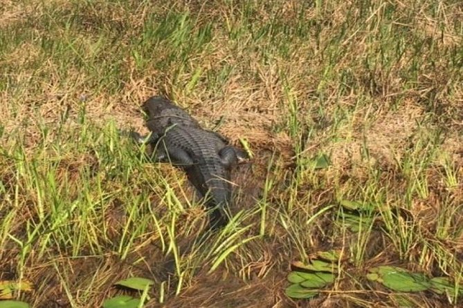 Semi-Private 1-Hour Airboat Tour of Miami Everglades - Introduction