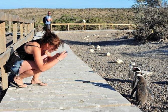 Shore Excursion Punta Tombo Cruise Passengers Puerto Madryn - Key Points