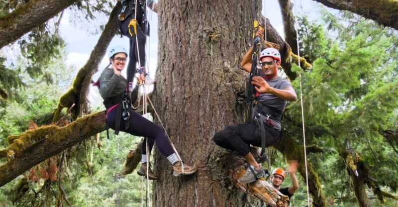 Silver Falls: Old-Growth Tree Climbing Adventure - The Adventure in Silver Falls State Park