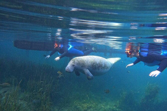 Small Group Manatee Swim Tour With In Water Guide - Introducing the Small Group Manatee Swim Tour With In-Water Guide